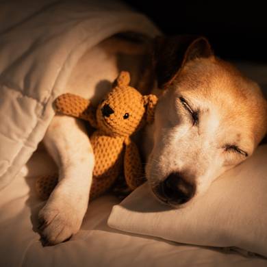 4 Pics 1 Word Animal Companions Daily December 29 2025 Answers ...